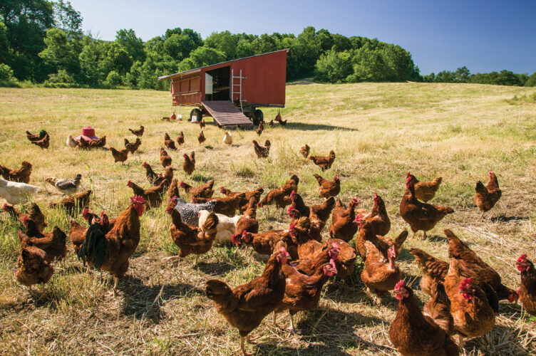 How to Raise Poultry on Pasture - Grit